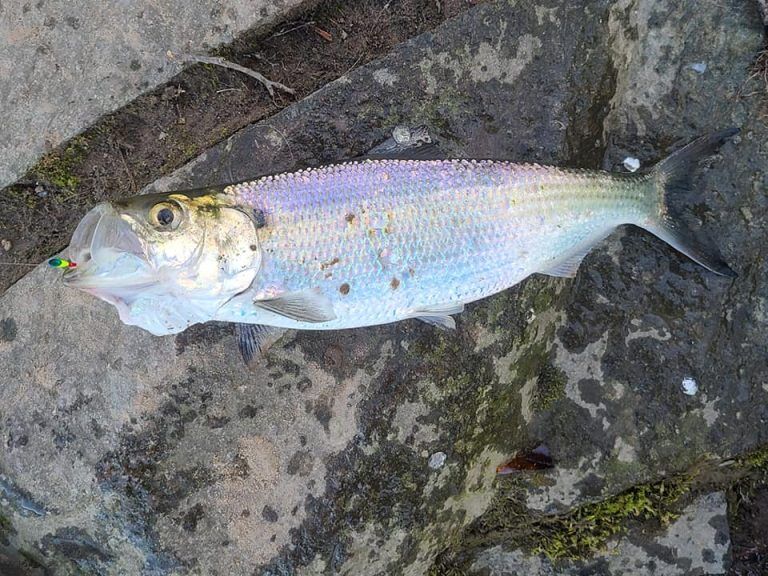 Types of Shad: Identification & Behavior - USAngler