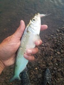 Types of Shad: Identification & Behavior - USAngler