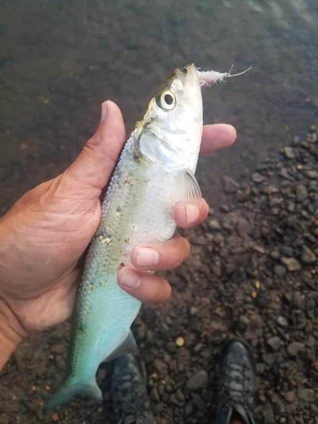 Types of Shad: Identification & Behavior - USAngler