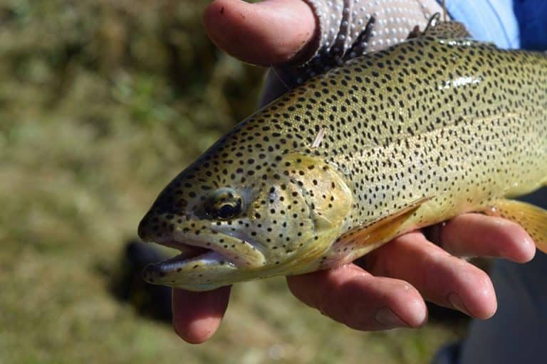 Types of Trout Species: Understanding Trout in North America - USAngler