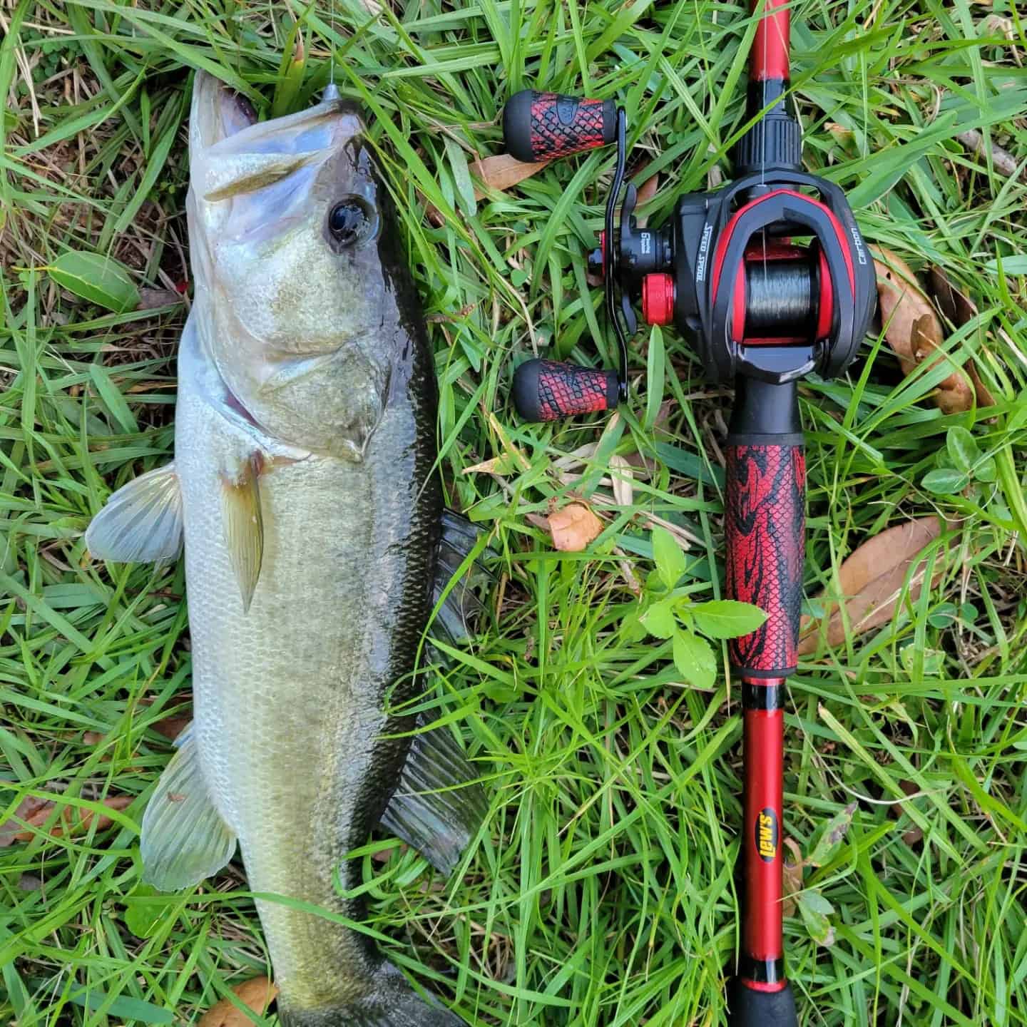 How To Fish For Bass From Shore: Tips And Techniques For Shore Fishing ...