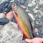 Types of Trout Species: Understanding Trout in North America - USAngler
