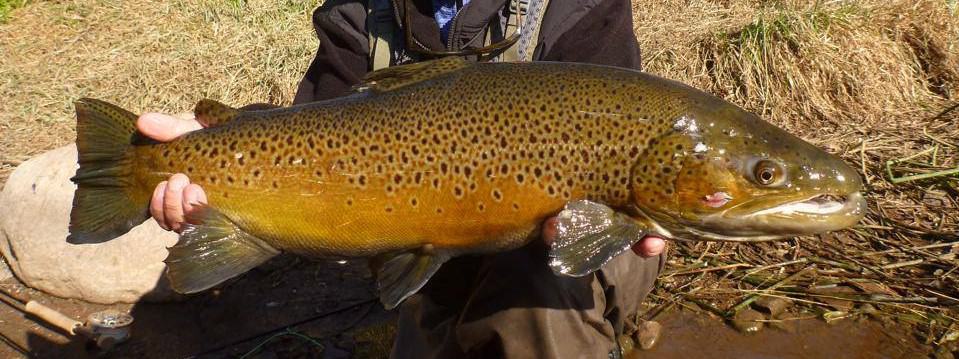 Types of Trout Species: Understanding Trout in North America - USAngler