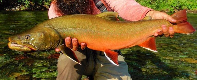 Types of Trout Species: Understanding Trout in North America - USAngler