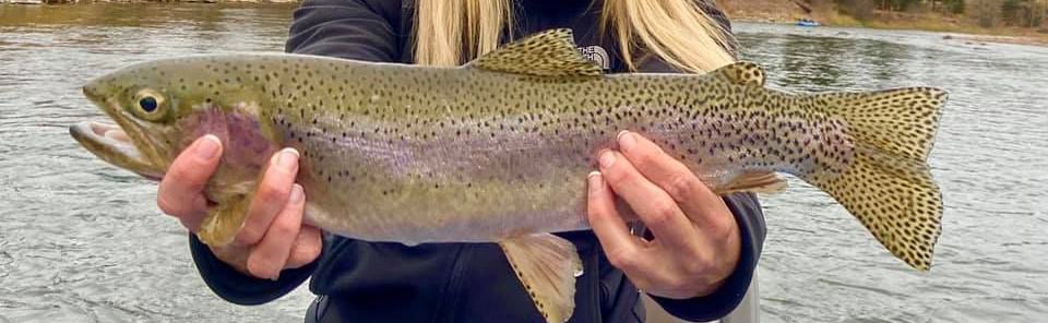 Types of Trout Species: Understanding Trout in North America - USAngler