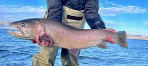Types of Trout Species: Understanding Trout in North America - USAngler