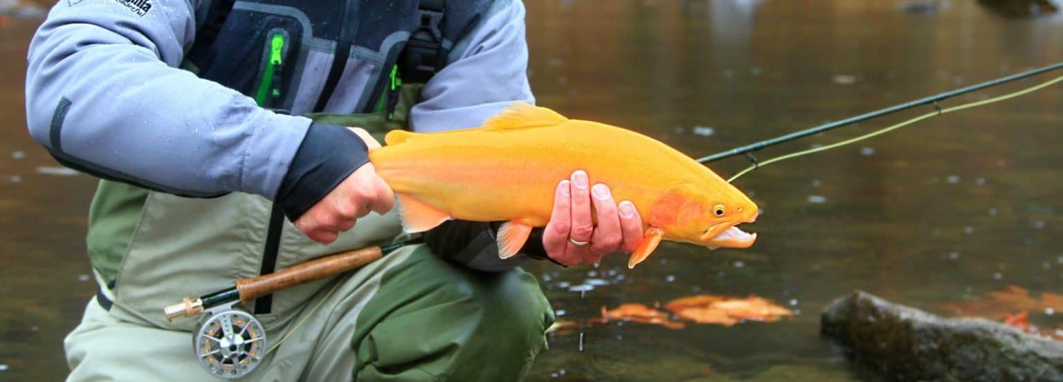Types of Trout Species: Understanding Trout in North America - USAngler