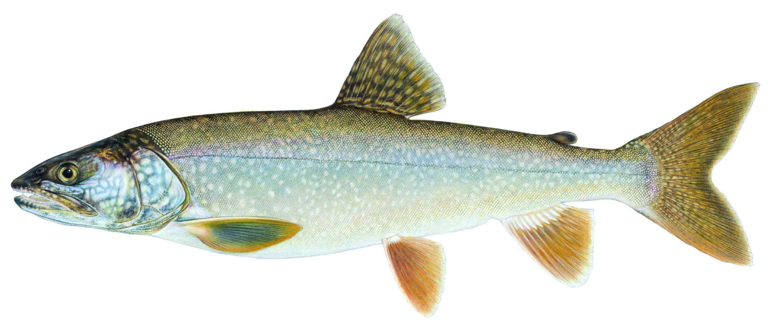 Types of Trout Species: Understanding Trout in North America - USAngler