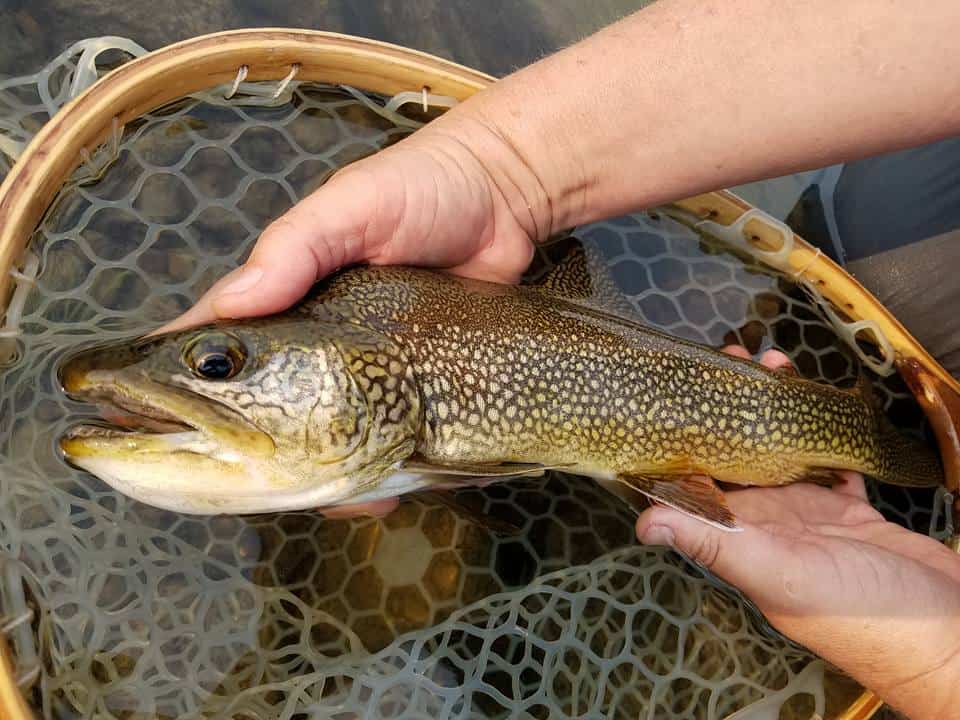 Types of Trout Species: Understanding Trout in North America - USAngler