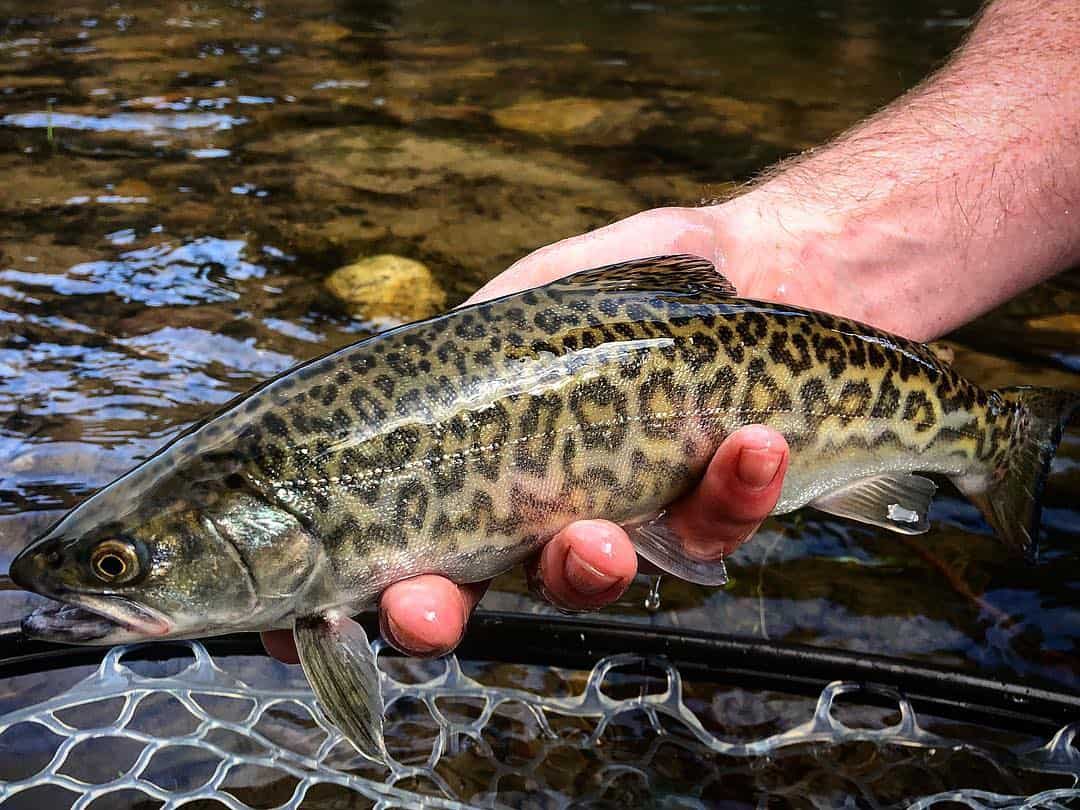 Types of Trout Species: Understanding Trout in North America - USAngler