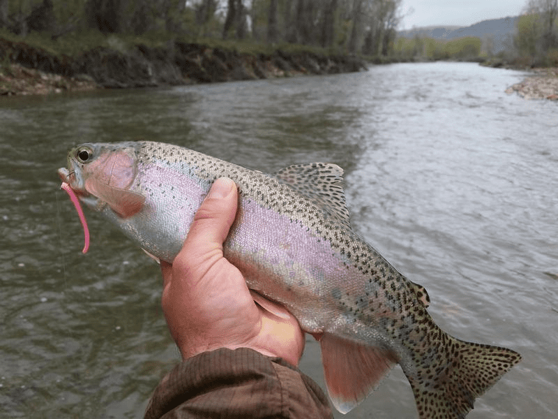 Hook Selection for Trout Fishing: The Best Size and Style Hooks for ...