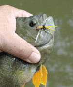 The Best Flies for Panfish: 5 Sure-Fire Options - USAngler
