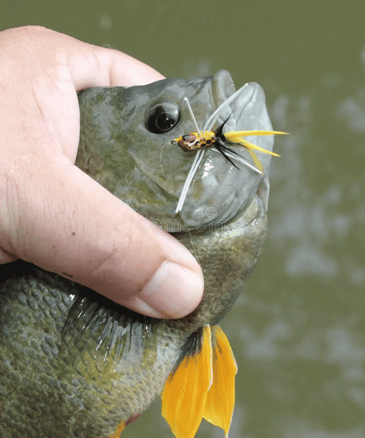 The Best Flies for Panfish: 5 Sure-Fire Options - USAngler