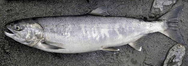 From Sockeye to King: Learn Everything About The Types of Salmon - USAngler