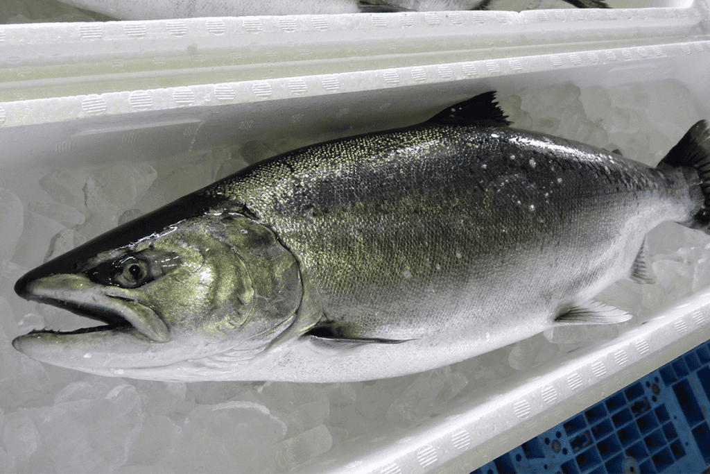 From Sockeye to King: Learn Everything About The Types of Salmon - USAngler
