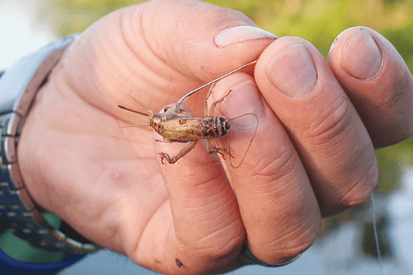 Live Bait for Bluegill: A Rundown of Your Best Options - USAngler