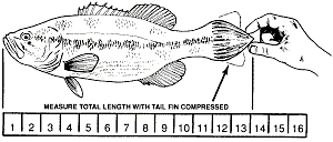 Why and How to Measure Fish: Everything You Need to Know to Preserve ...