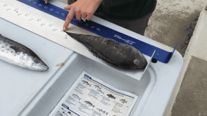 Why and How to Measure Fish: Everything You Need to Know to Preserve ...