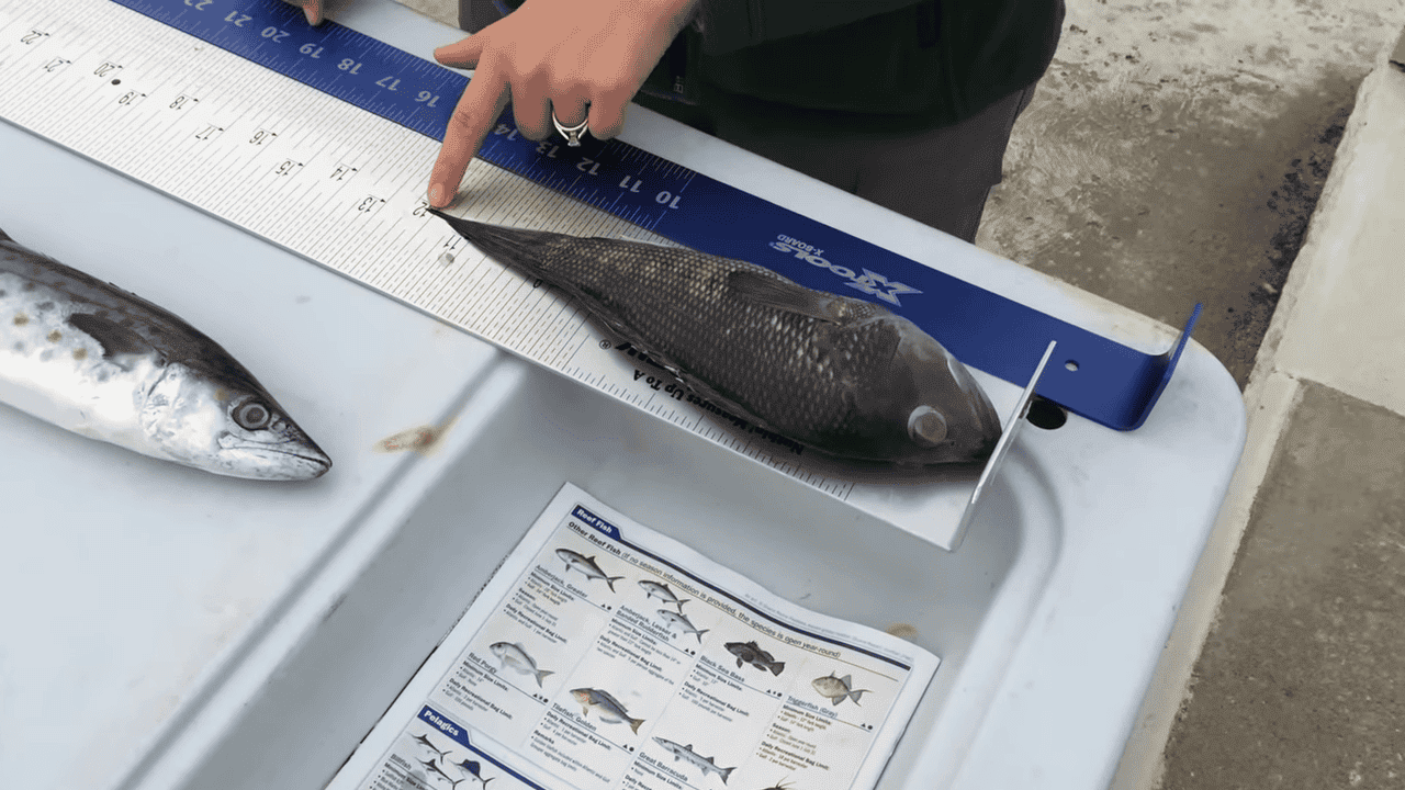 Why and How to Measure Fish: Everything You Need to Know to Preserve ...