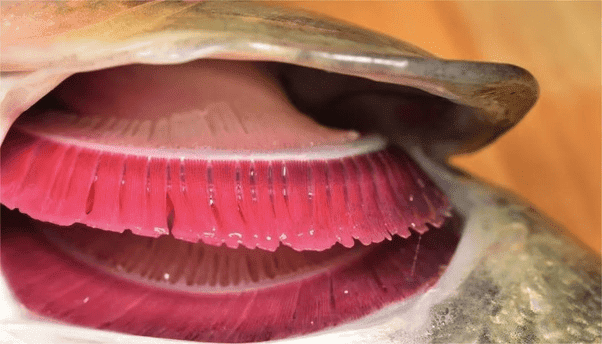 How Long Can a Fish Live out of the Water? - USAngler