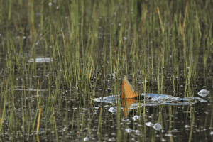 How to Catch Redfish: Tactics and Tips - USAngler