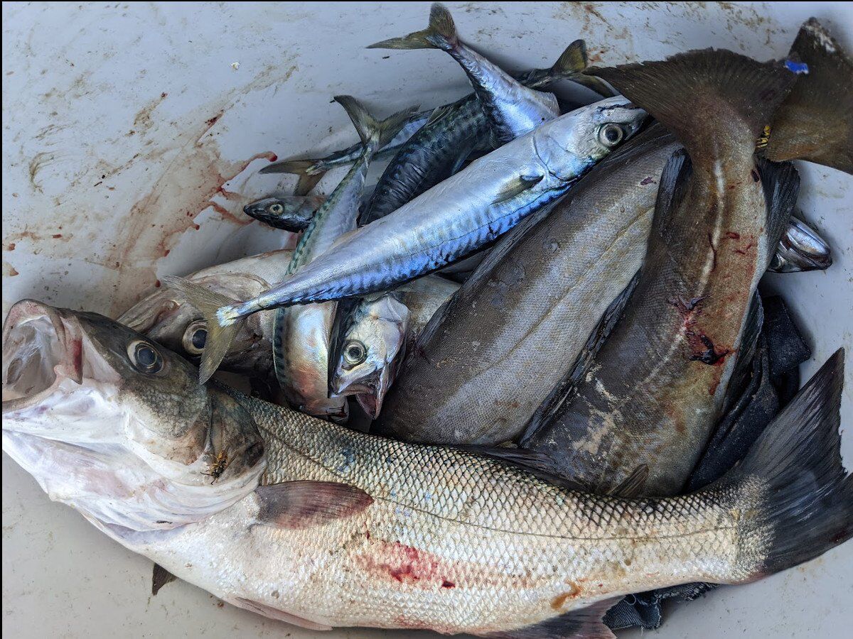 How Long Can Fish Be Dead Before They Go Bad? - USAngler