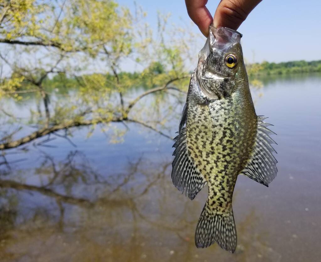 How to Jig for Crappie: Basics, Tips, and Techniques to Help You Catch ...