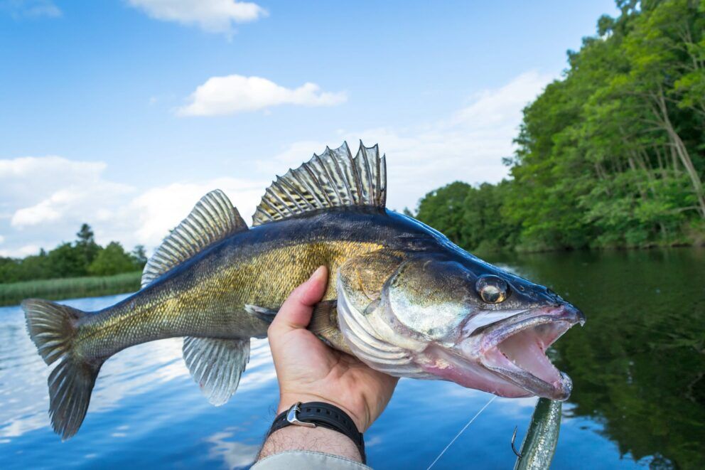 Zander vs. Walleye: Can You Tell the Difference? - USAngler