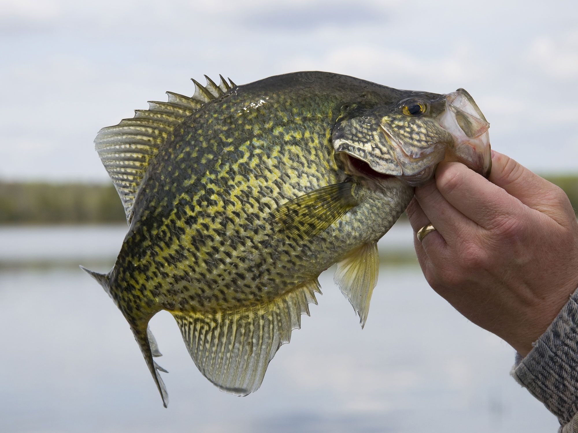 Summer Crappie Fishing - How To Catch Slabs in Hot Weather 2025