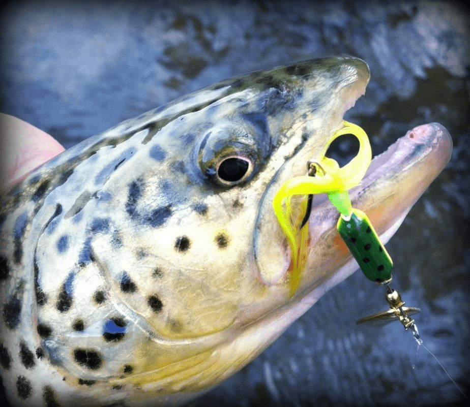 Hook Selection for Trout Fishing: The Best Size and Style Hooks for ...