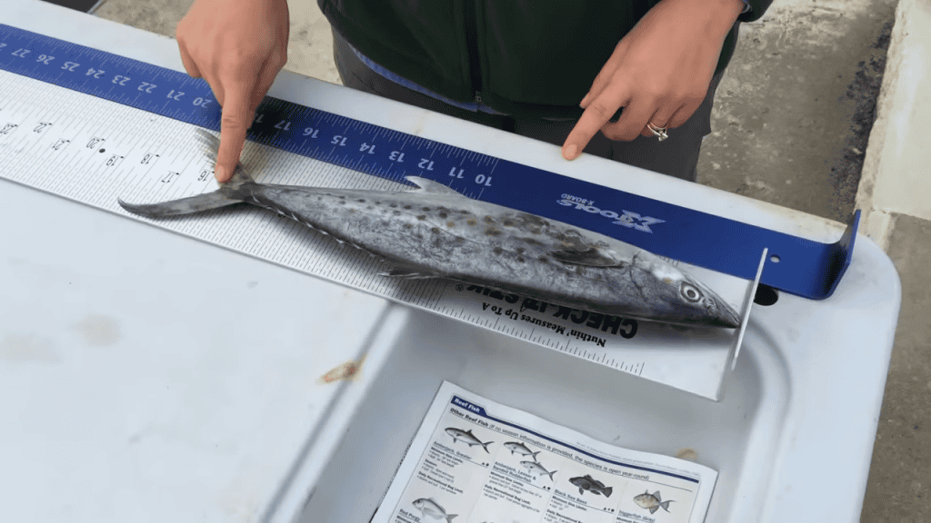 Why and How to Measure Fish: Everything You Need to Know to Preserve ...