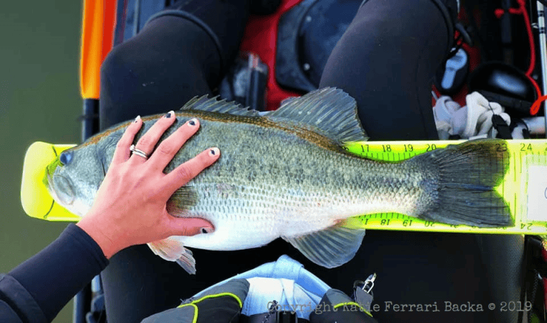 Why and How to Measure Fish: Everything You Need to Know to Preserve ...