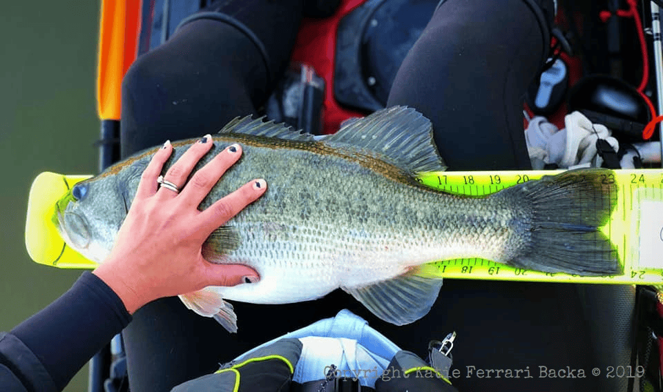 Why and How to Measure Fish: Everything You Need to Know to Preserve ...