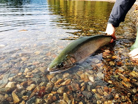 Best Salmon Rods: Our Picks for 2025 - USAngler